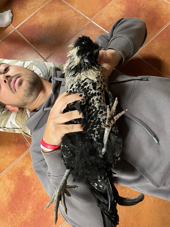 Chicken sitting can be extremely useful for sinking into meditation ...